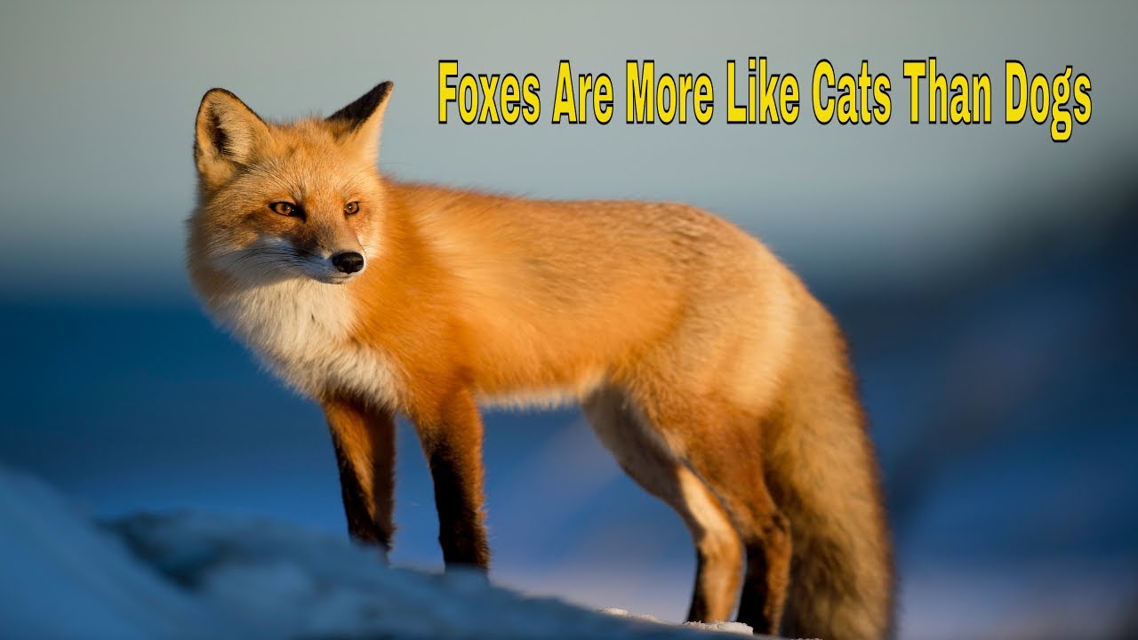 Foxes Are More Like Cats Than Dogs - Fun Facts