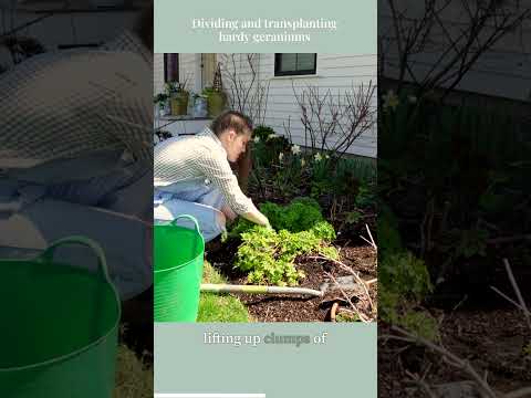 Dividing and Transplanting Hardy Geraniums