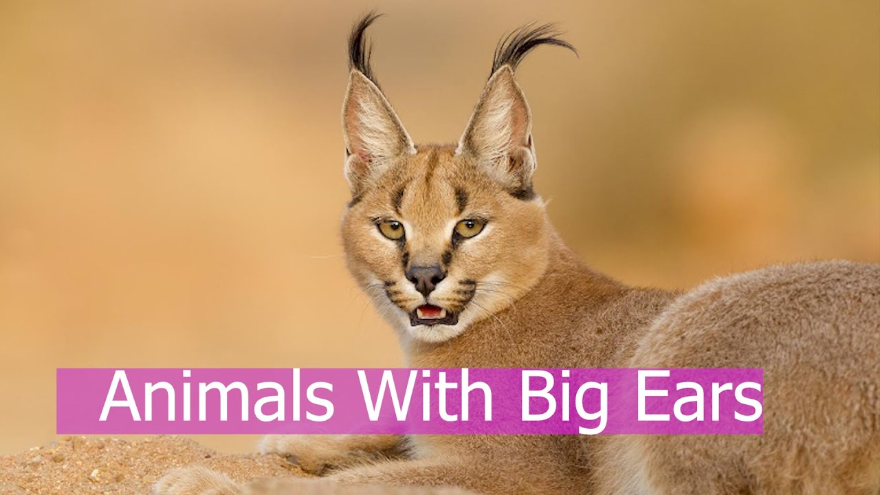 Cool Animals With Big Ears