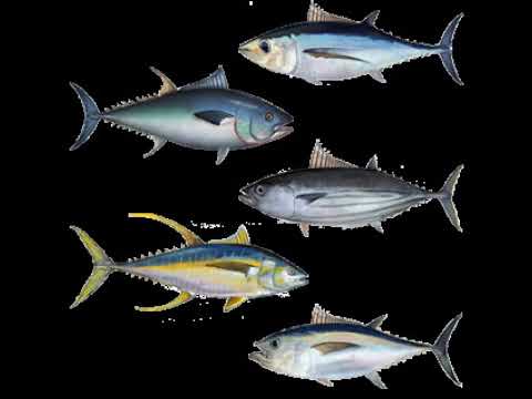 Tuna | Wikipedia audio article