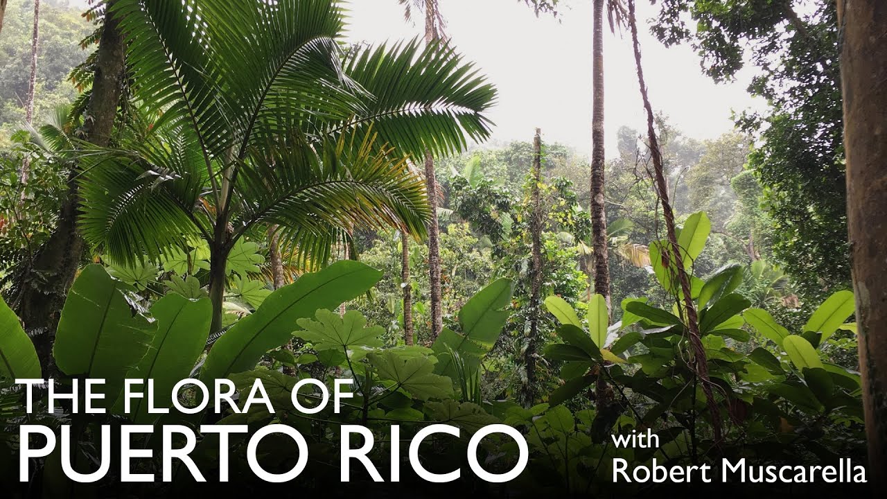 The flora of Puerto Rico