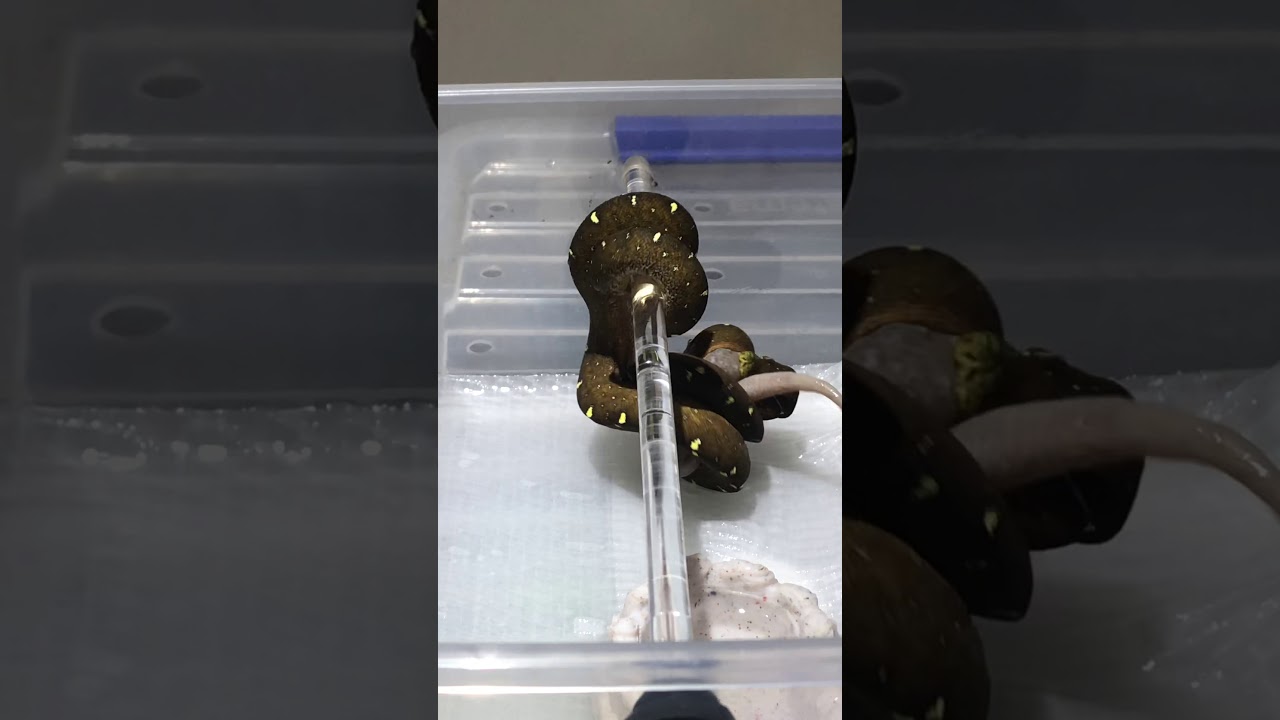 Green tree python eating gecko