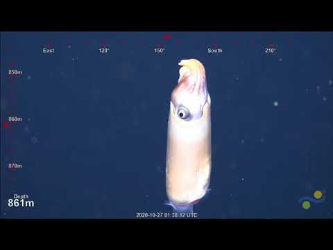 First Deep Sea Footage of Ram's Head Squid | Rare Cephalopods