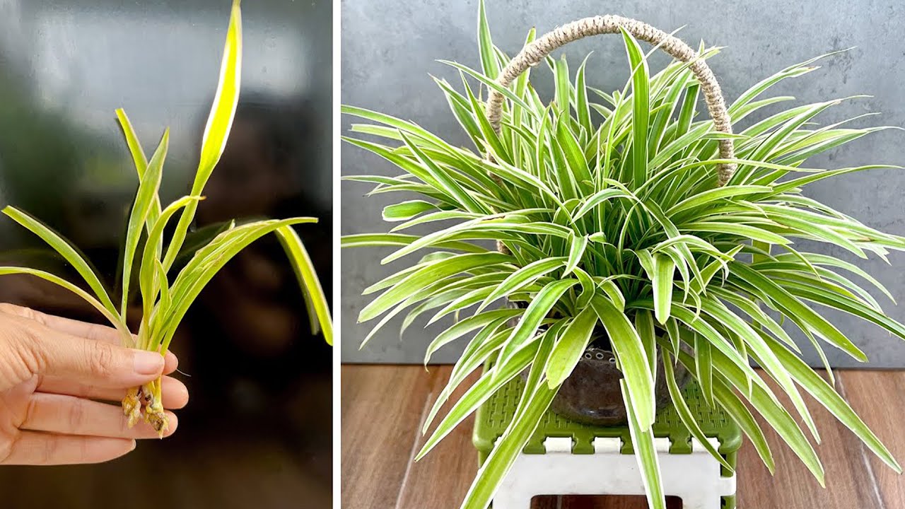 Recycle plastic bottles into unique plant baskets to create accents for your garden