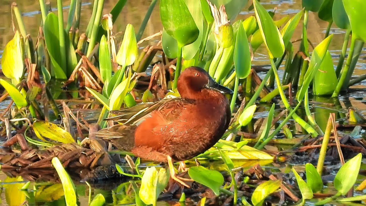 Cinnamon Teal  -  Pat O'Neil Bird ID's
