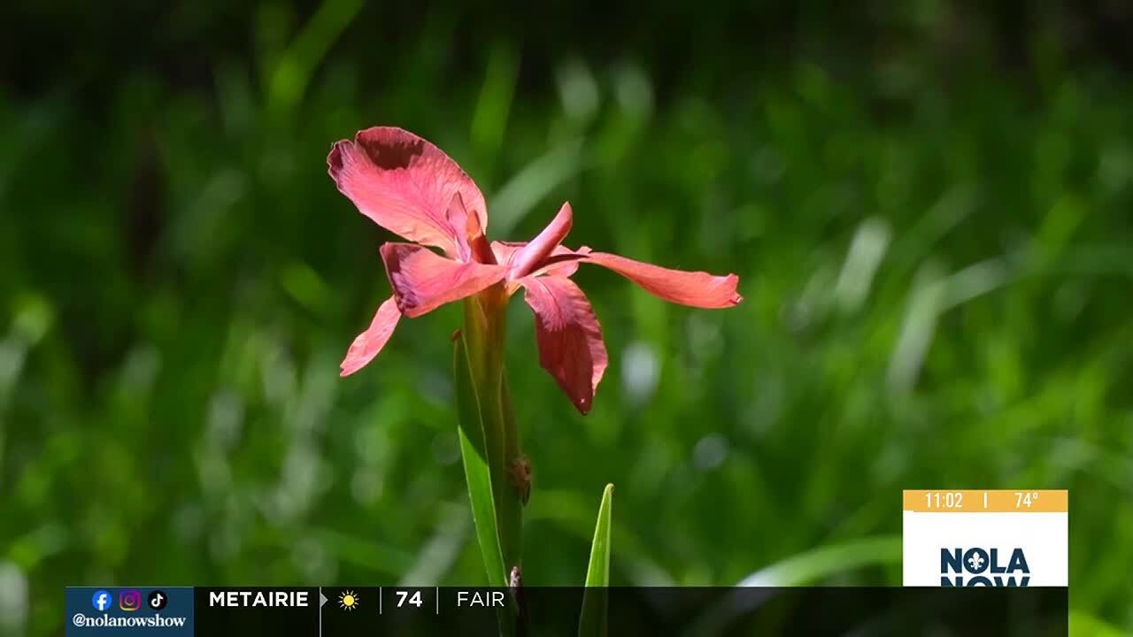 Heart of Louisiana: Extremely rare Abbeville Red Iris