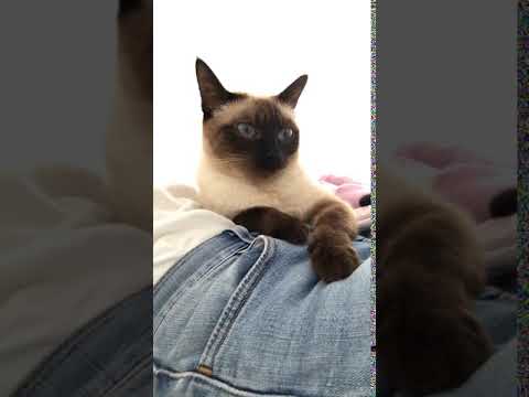 Cat makes funny noise after owner sneezes.