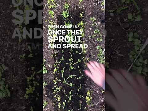 Growing Spinach from Seed