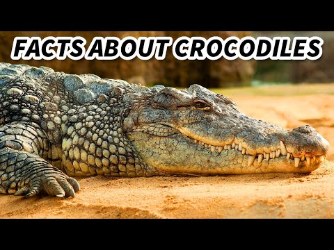 Crocodile Facts: the BIGGEST REPTILES 🐊 Animal Fact Files