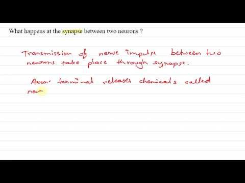 What happens at the synapse between two neurons?