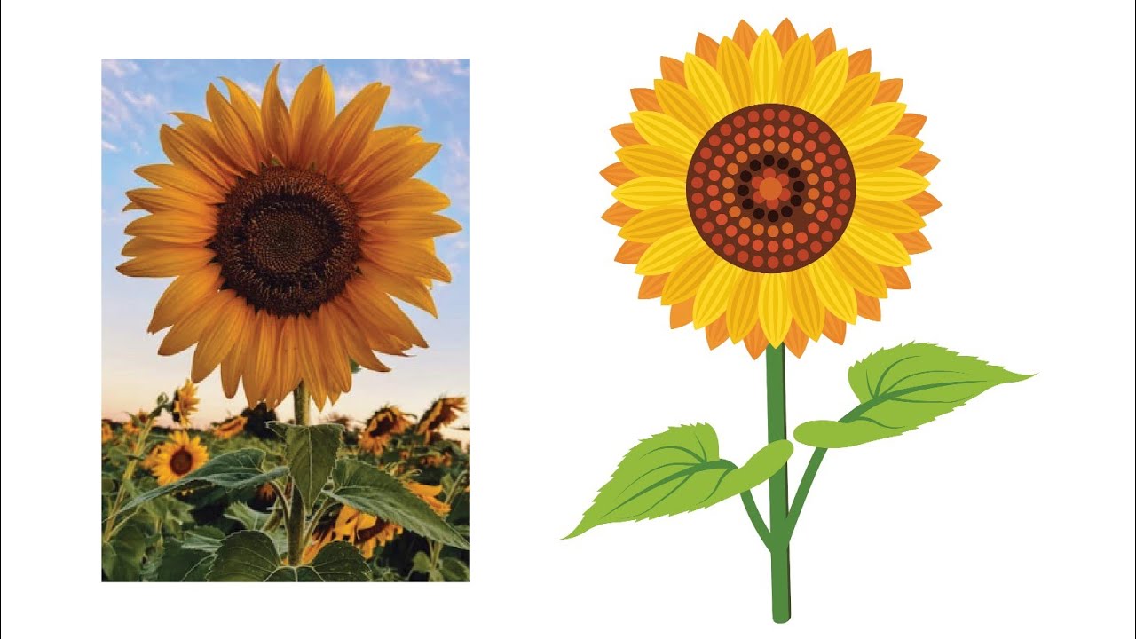 sunflower flowe design illustrator tutorial / sunflower flowe design / illustrator design 2024