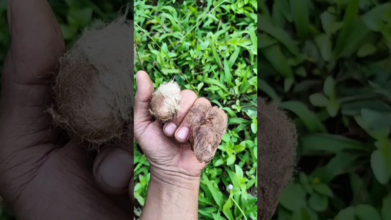 My cute mantis from ASIA #mantis #anyuniqueanimals #viralinsect