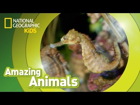 Seahorse | Amazing Animals