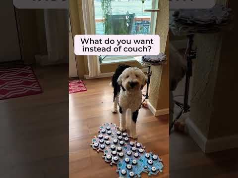 Buns is a herding dog in disguise | What About Bunny #whataboutbunny