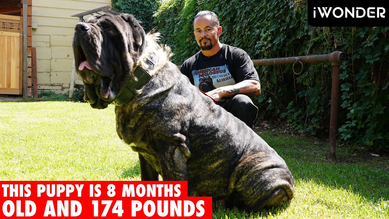 The Largest Puppy In The World The American Molossus