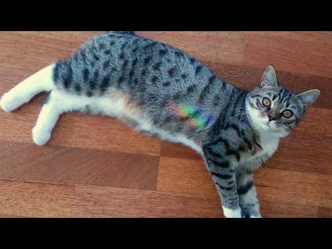 Tailless Cats #Why You Never See Tailless Cat That Actually Cute
