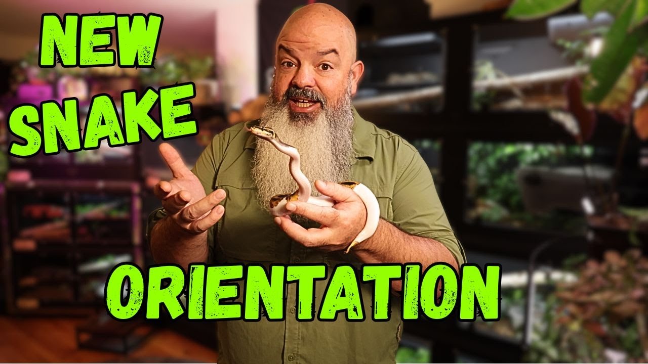 Just Got a New Snake? So what do you do now?