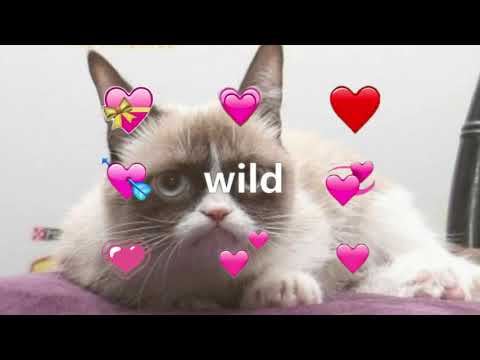 Steam Community :: Video :: tribute to grumpy cat