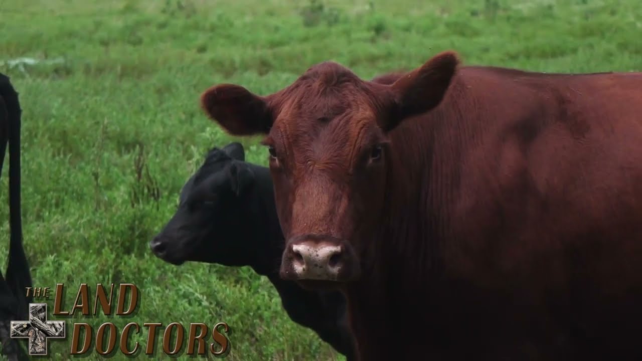 Lamar Mountain Ranch | Hughes County | Lamar, OK