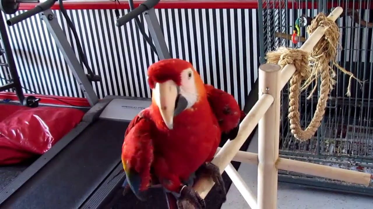 MACAW  talking ||  LARGE SINGING - DANCING - TALKING MACAW