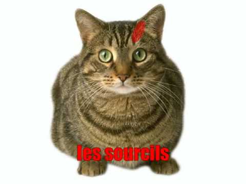 Learn French - le chat