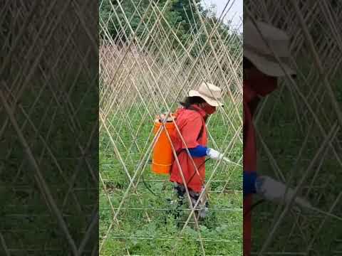 Good Agricultural Practices: Proper way of Spraying #GAP #IlocanoAgriculturist