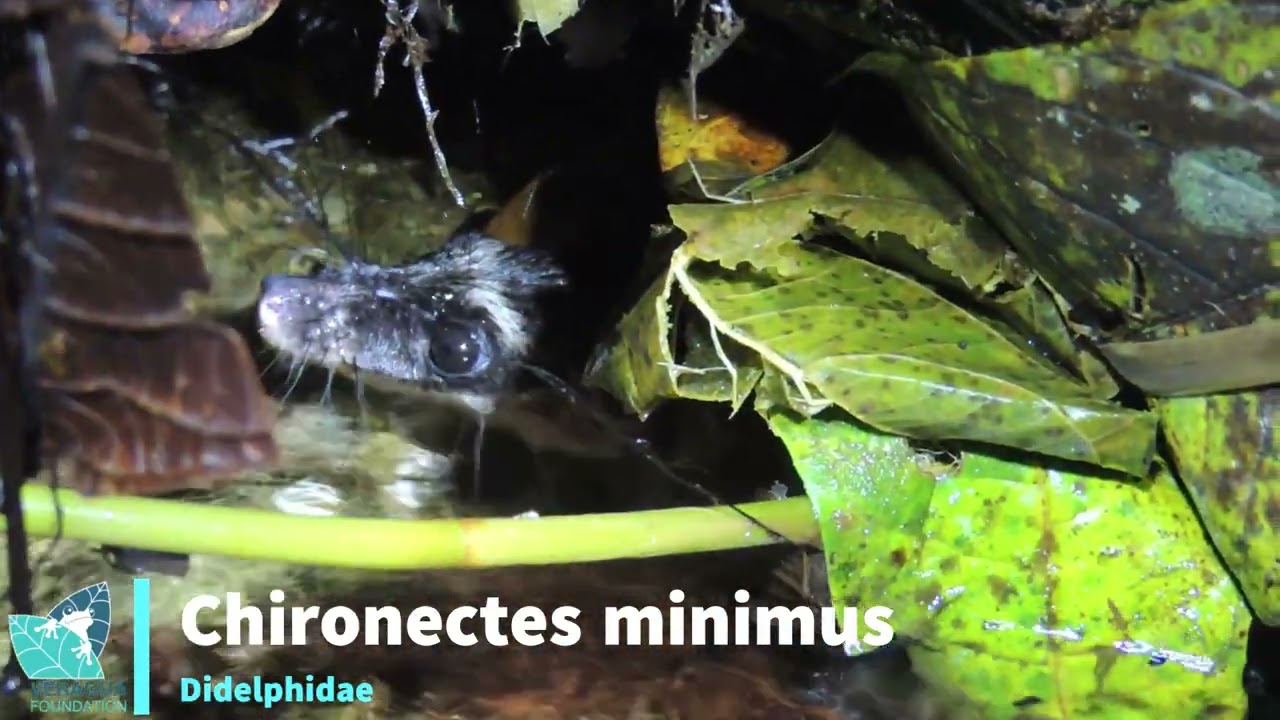 Chironectes minimus Didelphidae