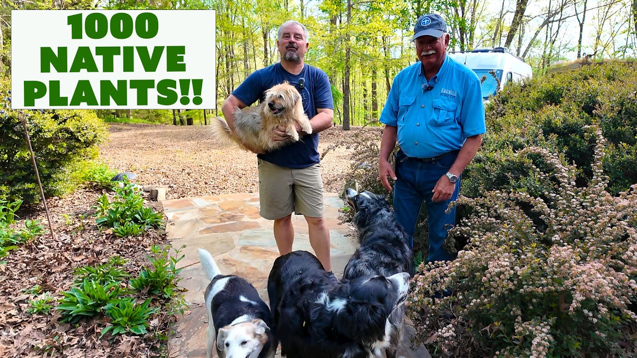 Native Plants: 10 Must-Haves from a 1,000+ Plant Nursery (and 4 Dogs!)