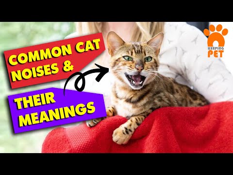 10 Common Sounds Your Cat Makes and What They Mean