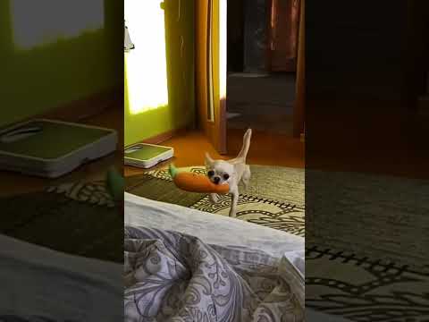 Really funny dog🐶🤣 #dog #fail #funnydogs