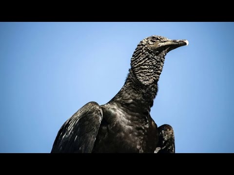 What's the Difference Between Buzzards and Vultures?