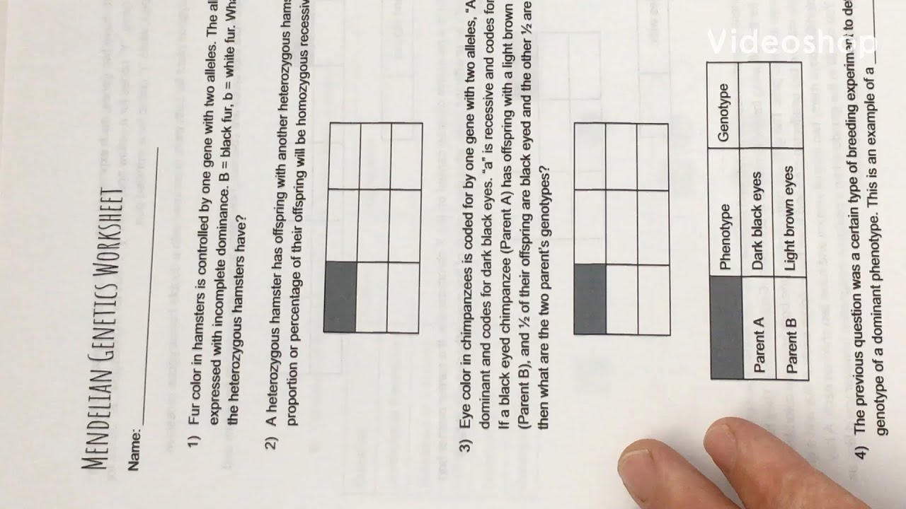 Mendelian Genetics Worksheet Walkthrough