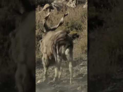 Markhor full peak #shorts