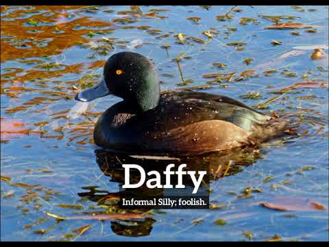 How Does Daffy Look? | What is Daffy? | How to Say Daffy in English?