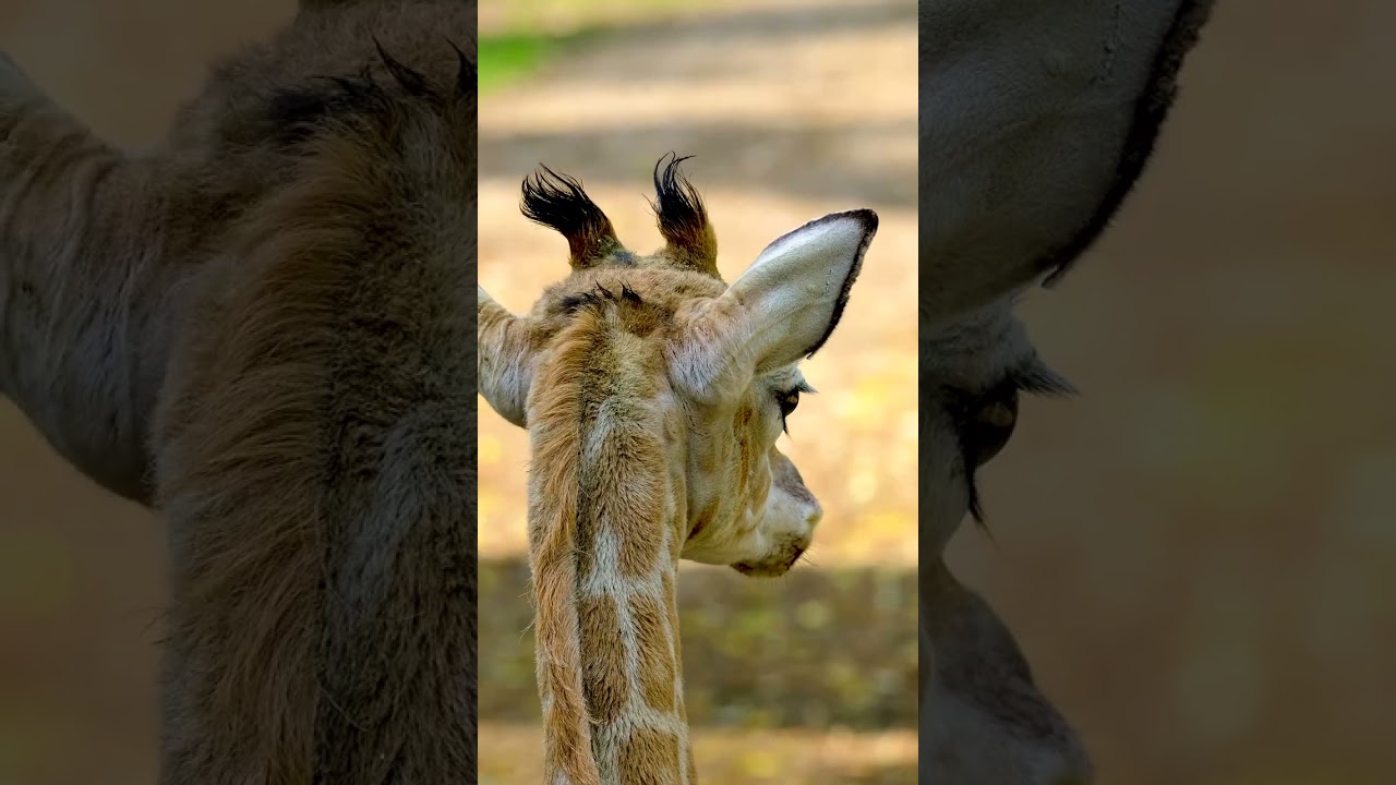 Modern Classical Fog Falling