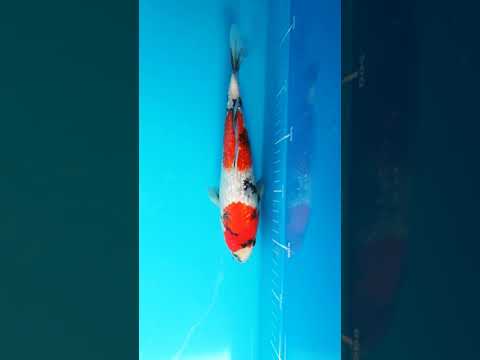 Female Dainichi Gin Rin Showa No 1 Feb 2019