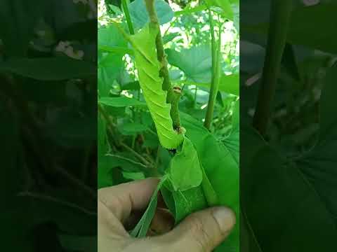 OUR GARDEN HAS CATERPILLAR