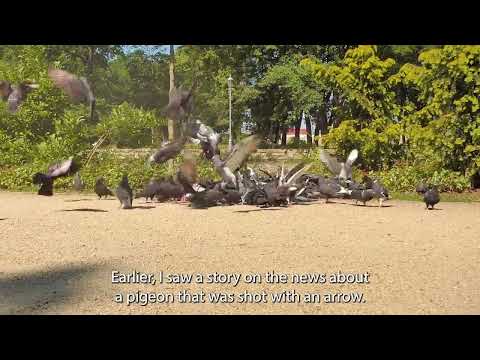 鳩 Hato (Pigeon) - Poems in Japanese and English