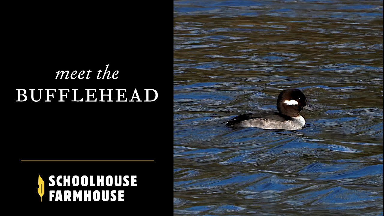Meet the Bufflehead