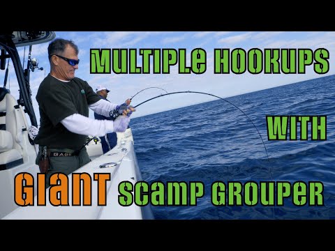 Multiple Hookups with GIANT Scamp Grouper