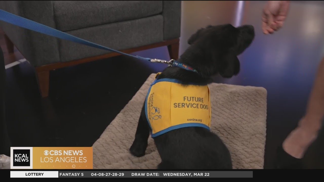 National Puppy Day: Canine Companions trains puppies to become service dogs