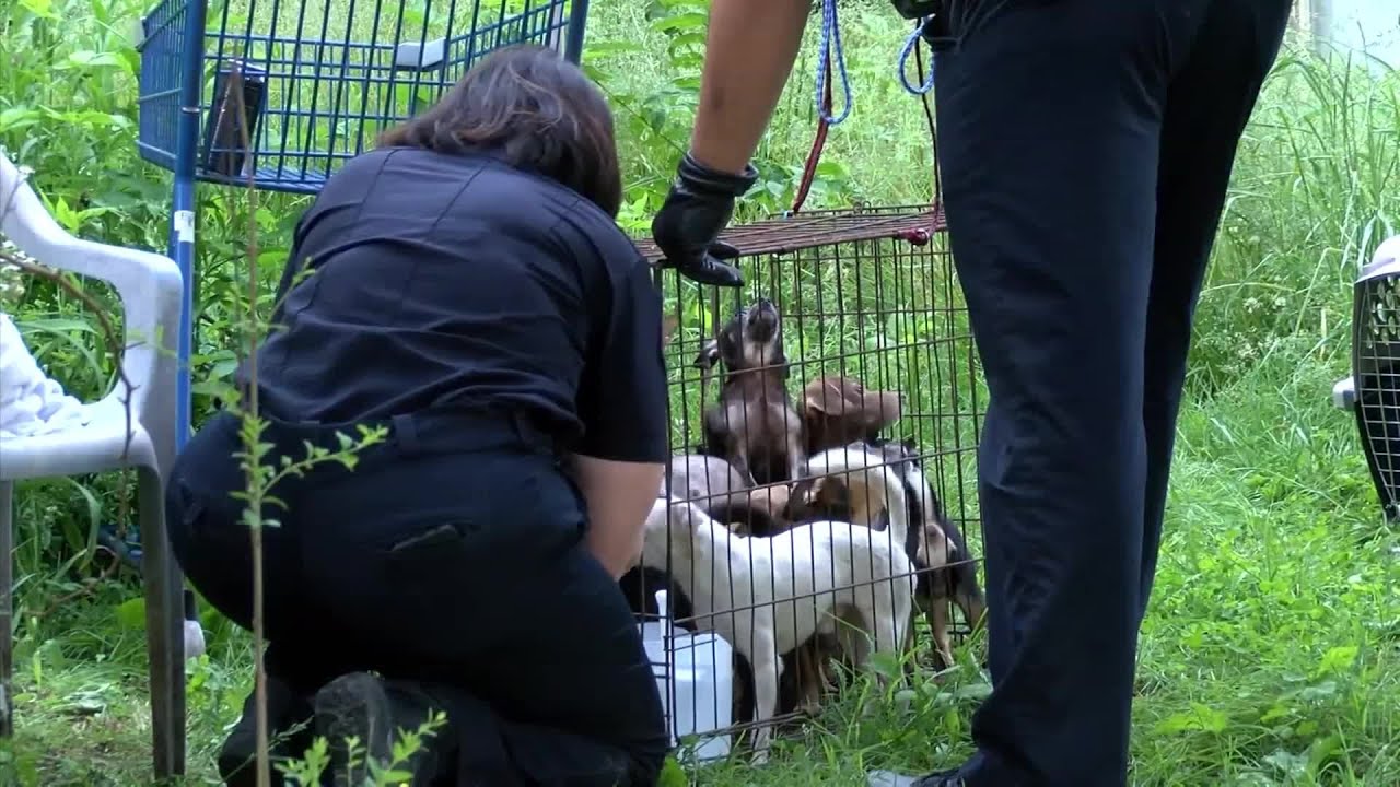 Underneath animal hoarding: Who hoards, why and how experts say we should help them