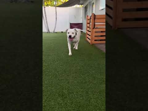 Video of adoptable pet named Lola