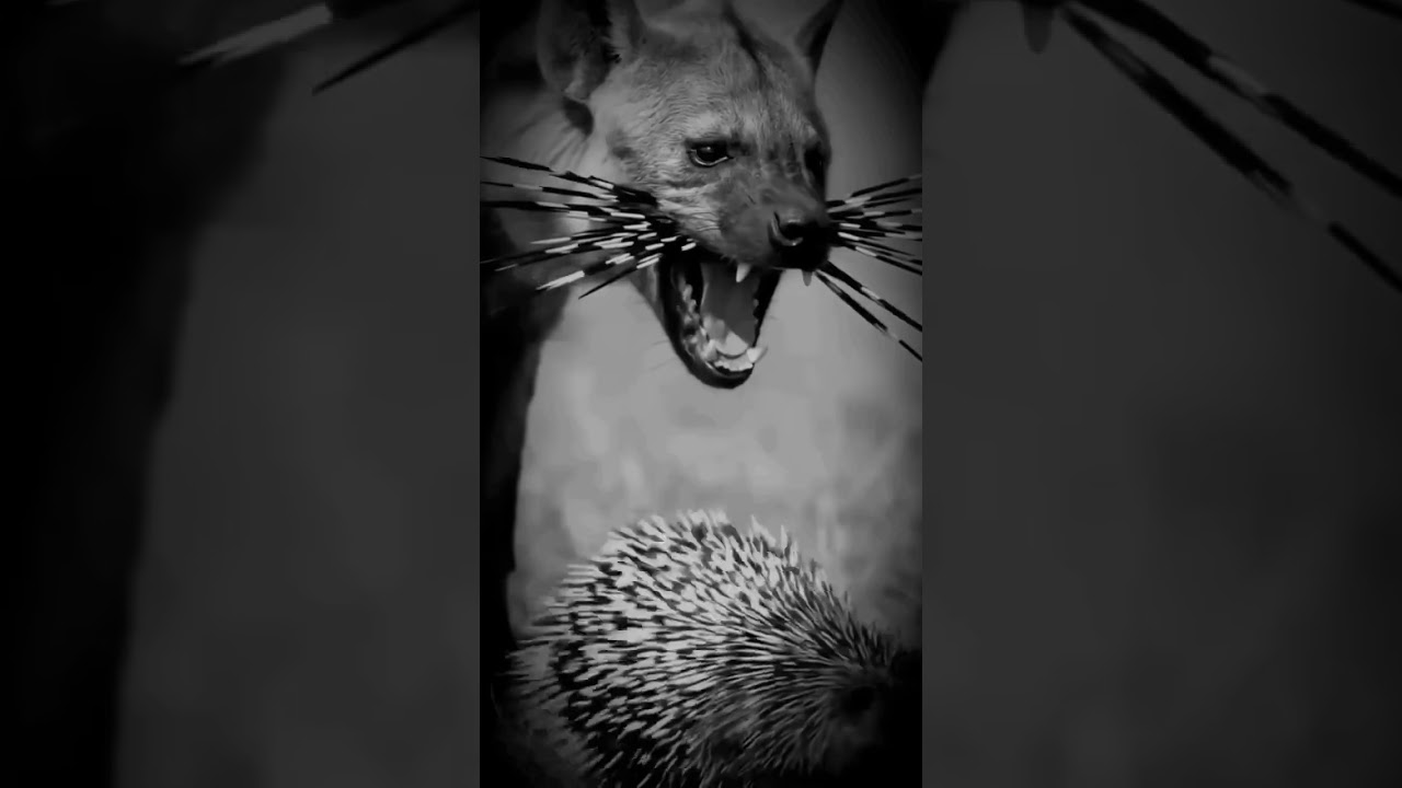 %E6%97%A5%E6%9C%AC%E5%88%A9%E7%94%A8%E5%8E%8B%E7%94%B5%E7%93%B7%E7%A0%96%E5%B0%86%E8%84%9A%E6%AD%A5%