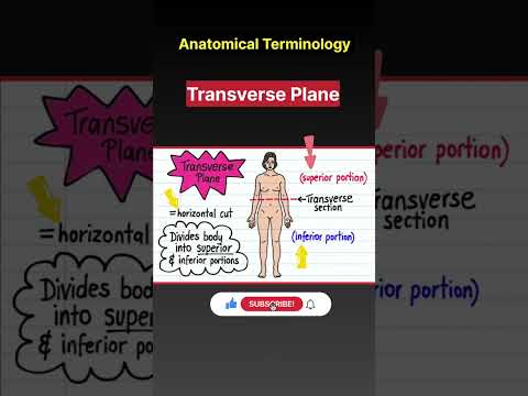 Transverse Plane #Anatomical Plane #shorts #anatomy