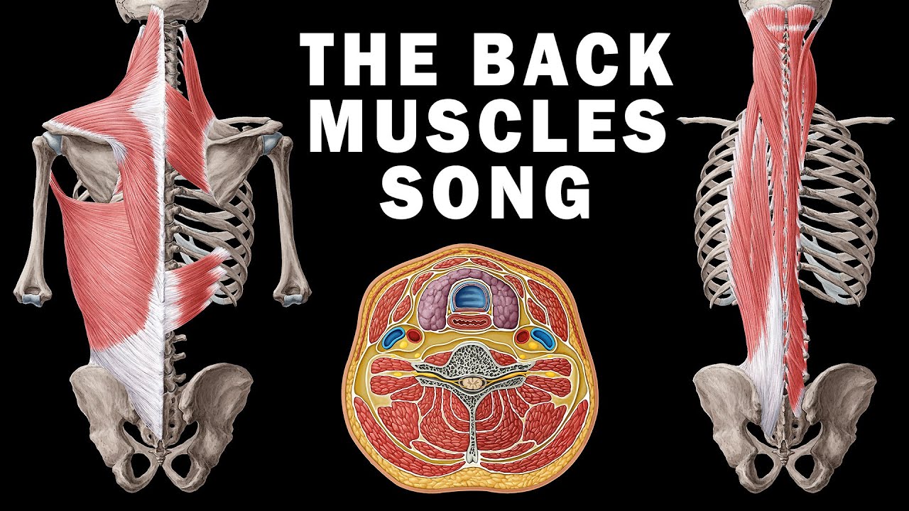 THE BACK MUSCLES SONG
