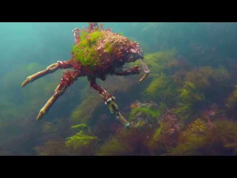 Diving Thousand Steps Santa Barbara