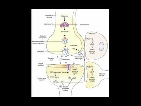 Neuroscience 4a Neurotransmitters JM.mov