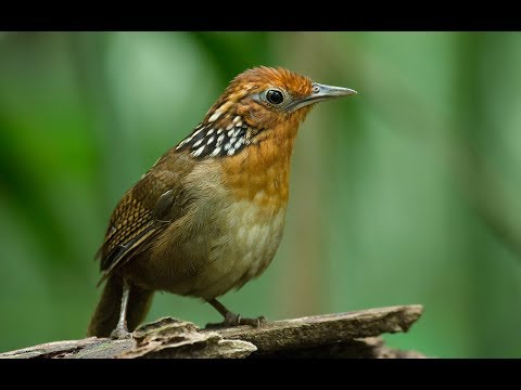 The Musician Wren – bringing luck | Sing Better English