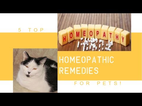 5 Most Effective Homeopathic Remedies For Pets